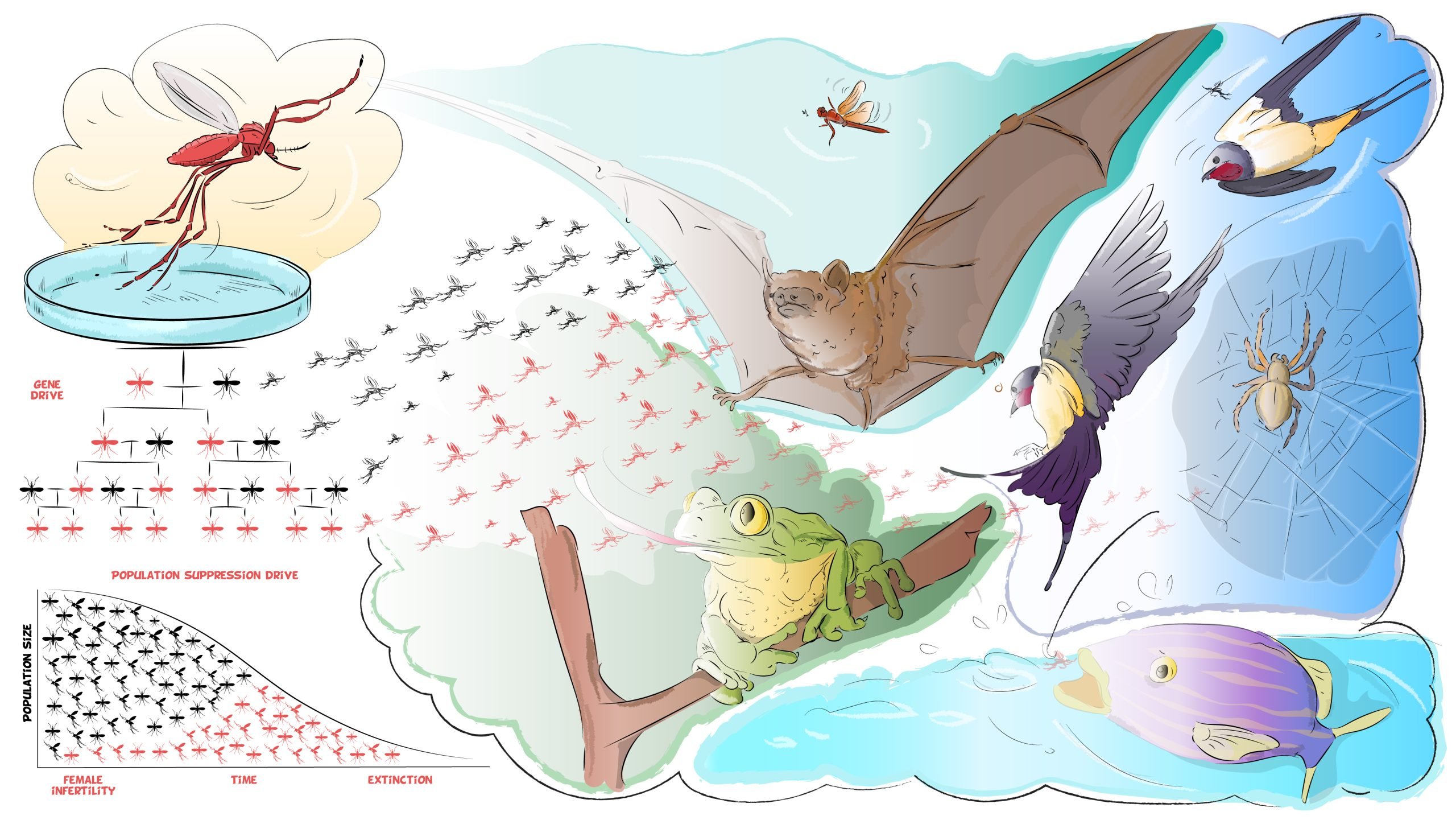 Gene Drive – a genetic chain reaction - STOP GENE DRIVES