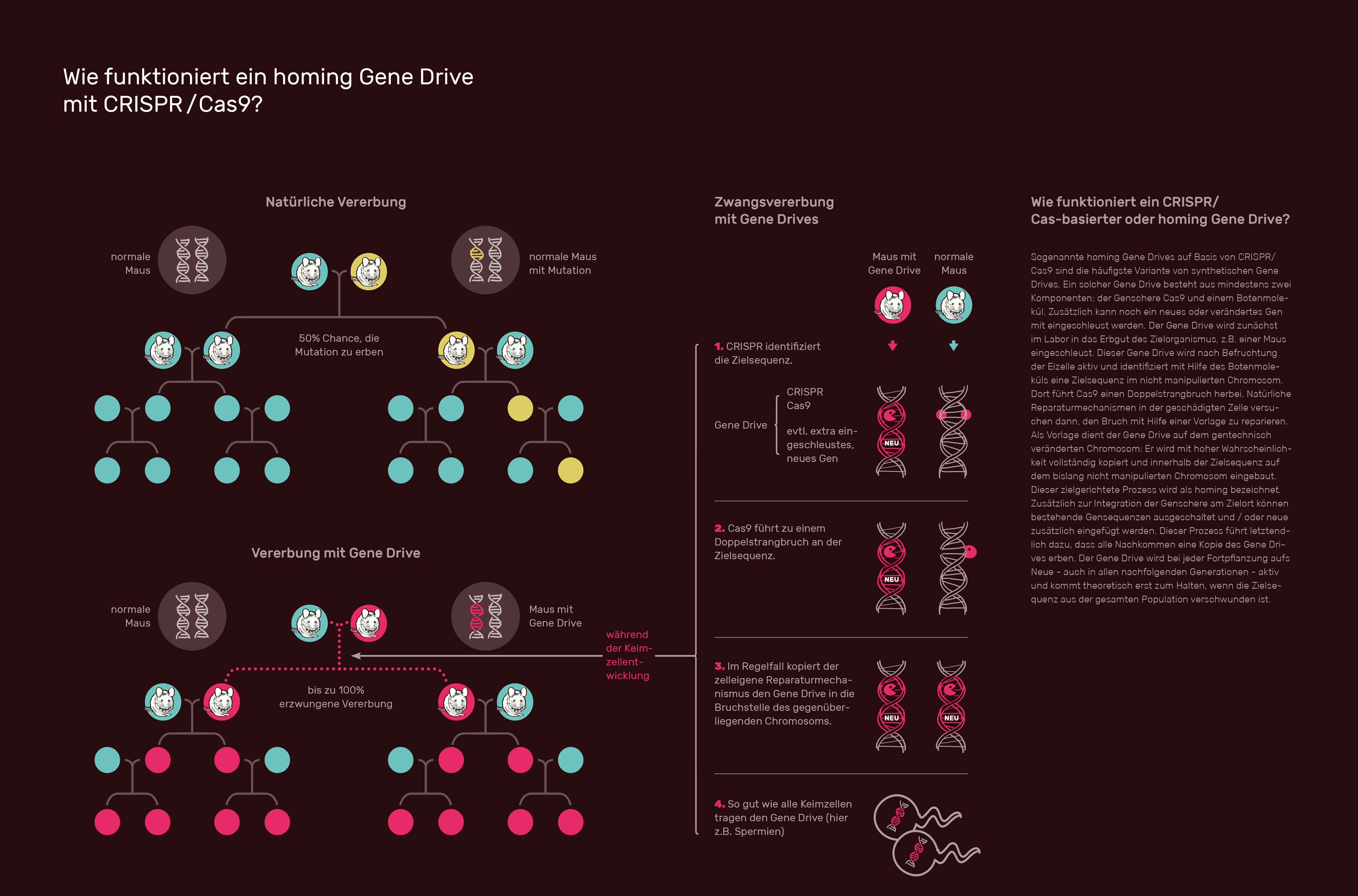 Was sind Gene Drives? - STOP GENE DRIVES