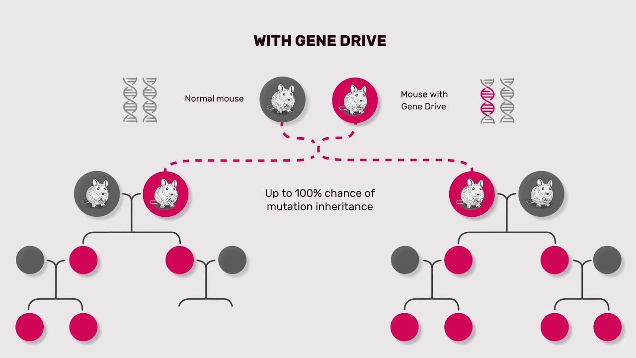 Multimedia - STOP GENE DRIVES